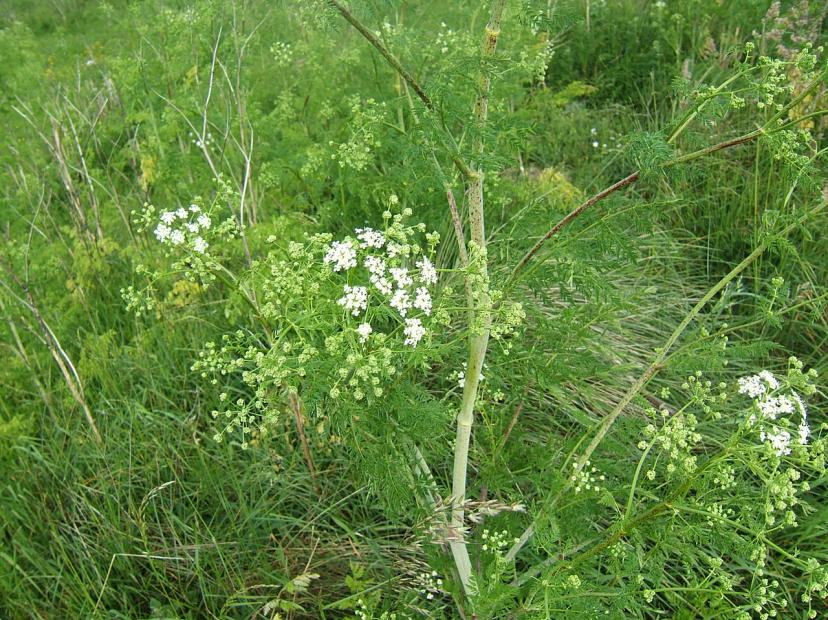 Smrteľná zeleň | patura.sk